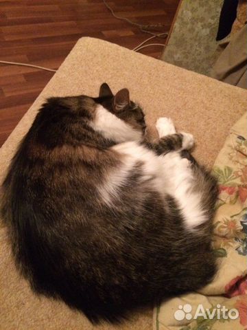 Отдам кошку в добрые руки