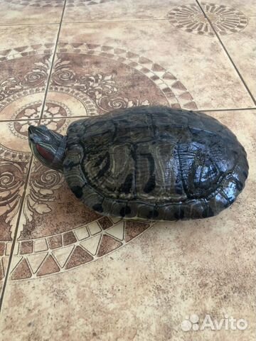 Красноухая черепаха