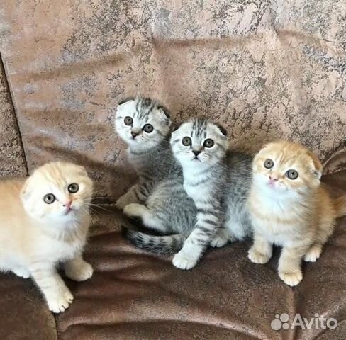 Великолепные вислоухие шотландцы
