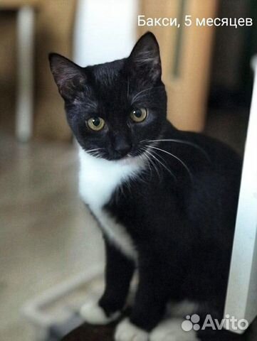 Котёнок Бакси