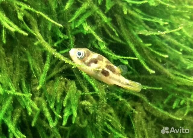 Карликовый тетрадон