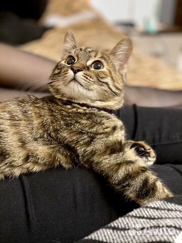 Кошка в добрые руки