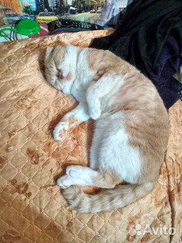 Отдам кота шотландского