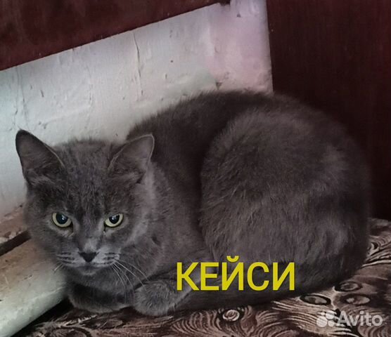 Русская голубая