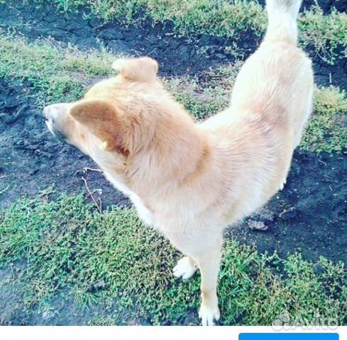 Пёс-охранник в жилой дом