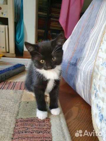 Котёнок 8 недель