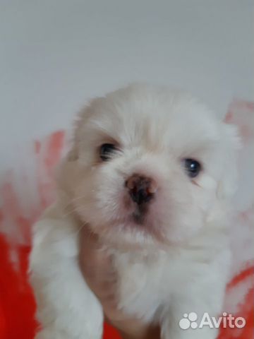 Пикинесики