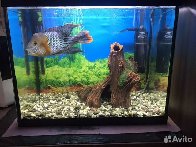 Самец бирюзовой Акары в добрый руки