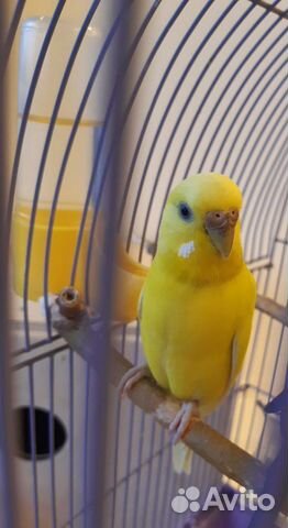 Попугайчик волнистый желтый