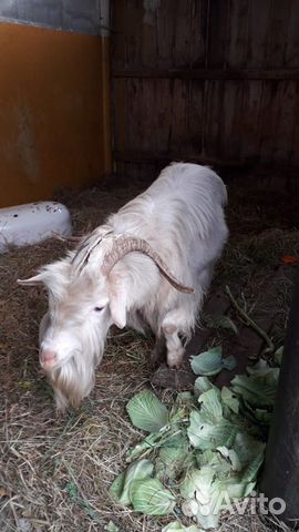 Продам или обменяю на кроликов козла
