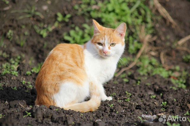 Рыжий котёнок Сырок, 6 месяцев. Привезём