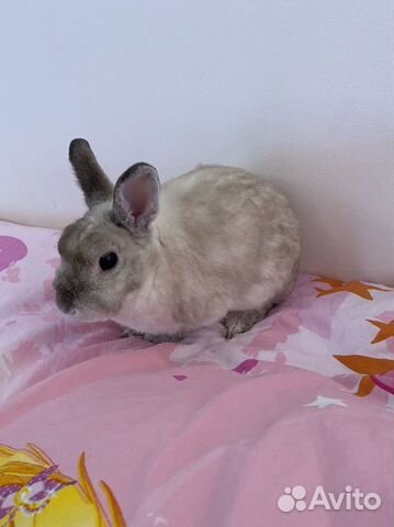 Декоративный кролик(1 год) +клетка+корм и пеленки