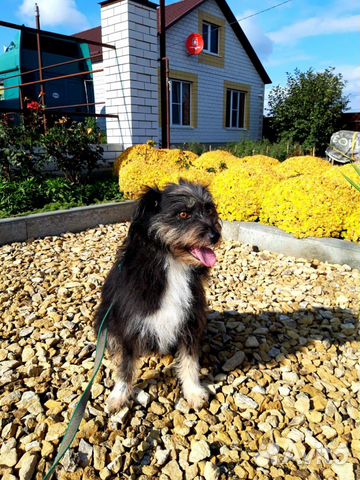 Ищет дом мелкая Собачка Нюра