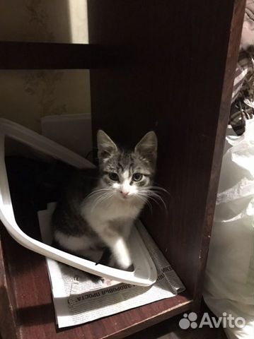 Котик Барсик