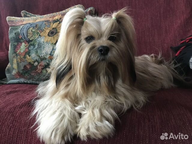 Щенок редкой породы