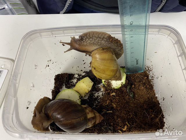 Улитки бесплатно (ахатина, архахатина)