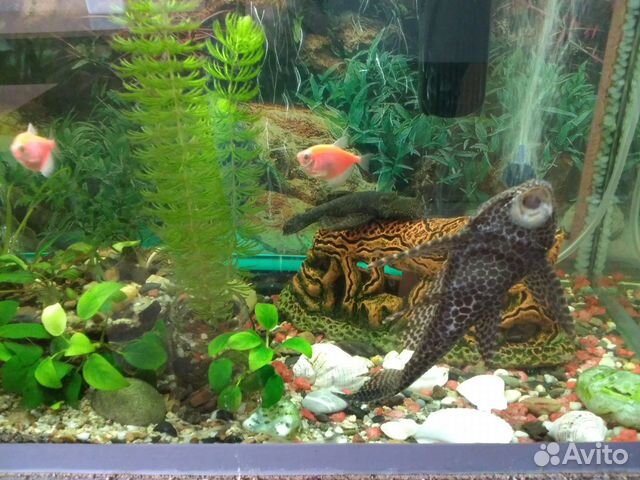 Парчевый сом