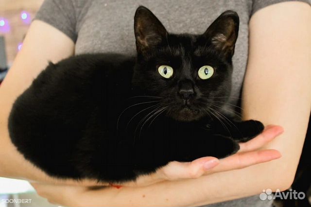 Особенная кошка Берта идеальная компаньонка