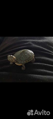 Красноухая черепаха