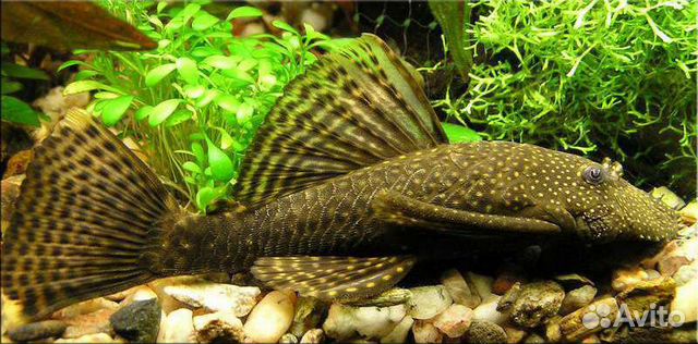 Анциструс сомик прилипала