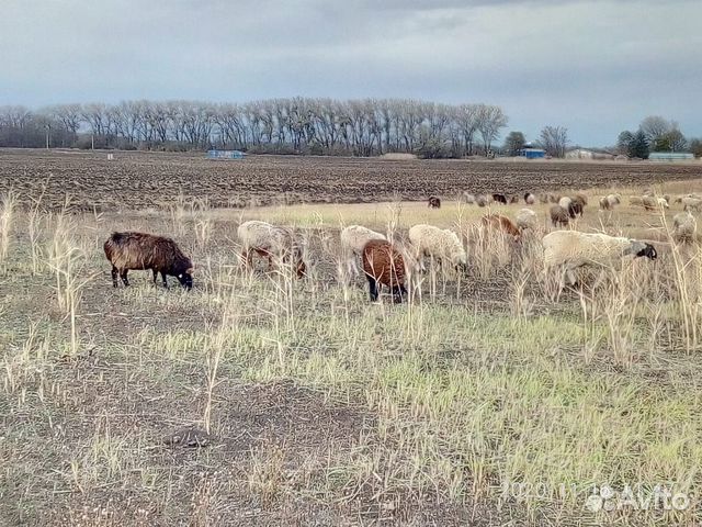 Продаются овцематки и ярки