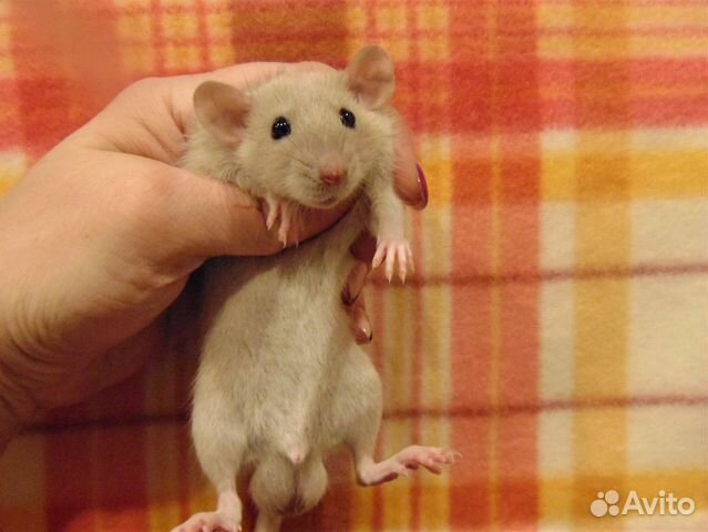 Крыски дамбо, стандарт мальчики, клетки. гамак