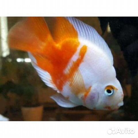 Попугай красно белый