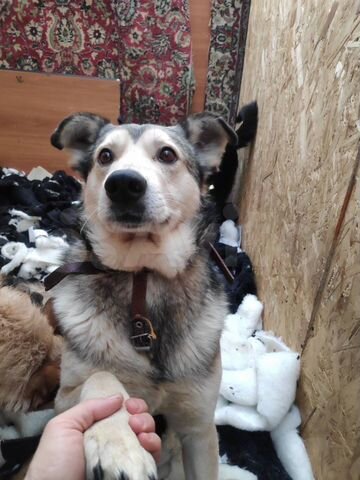 Улыбчивый пес в добрые руки