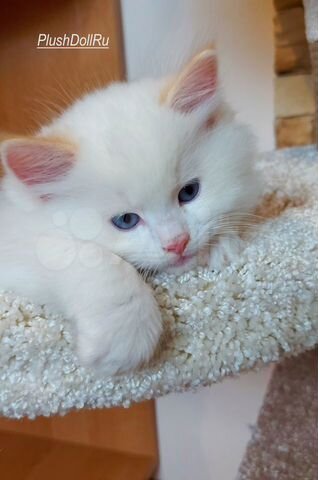 Мальчик Рэгдолл(ragdoll)