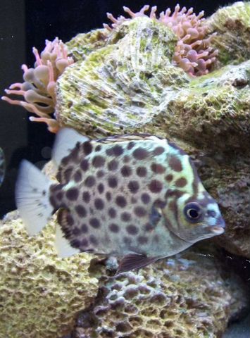 Морская рыба Аргус