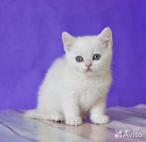 Котик британский серебристая шиншилла ns12