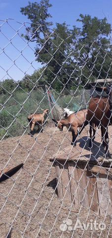 Козлята чехи