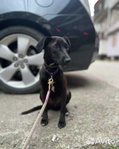 Крохотное чужо ищет родителей