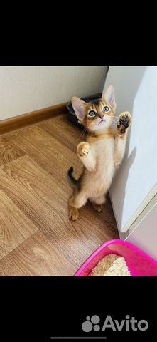 Абиссинские котята с документами
