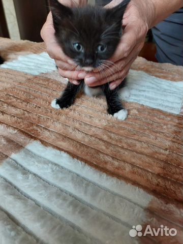 Котята в добрые руки бесплатно