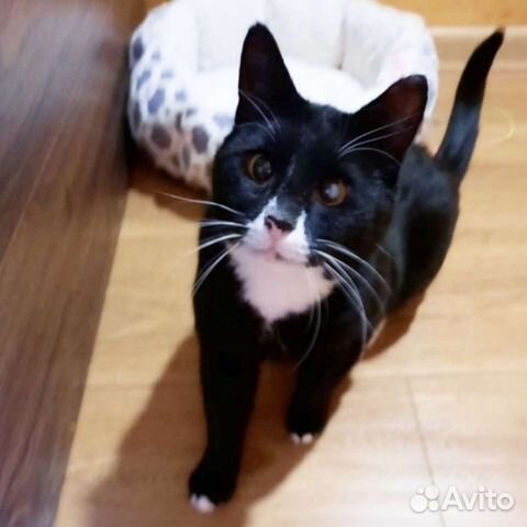 Маркизный котик ищет семью