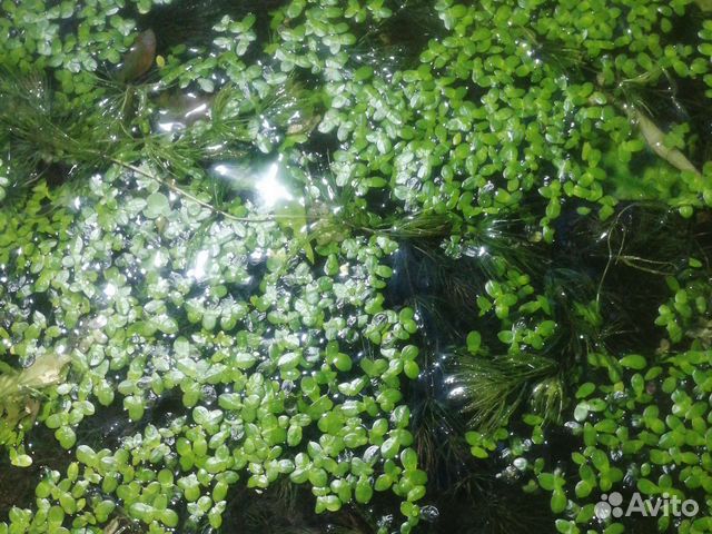 Водоросли для аквариума