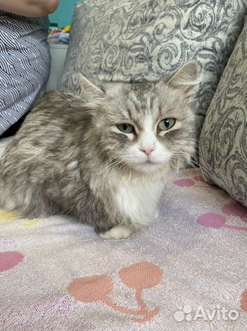 Кошка молодая бесплатно