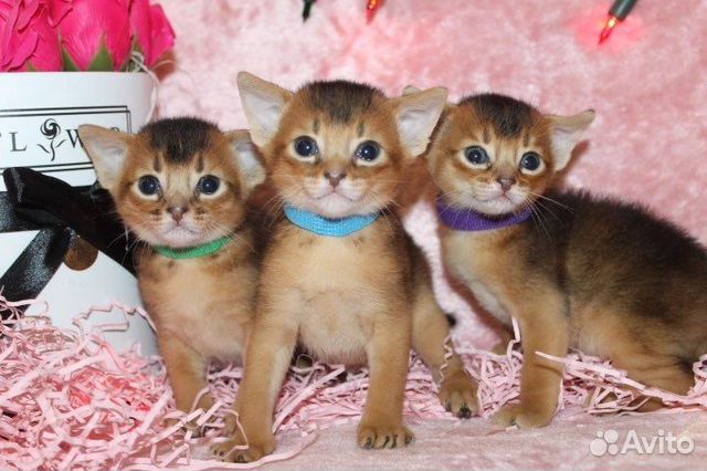 Абиссинские котята пумята