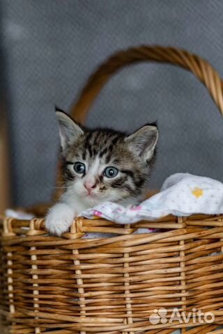 Котёнок мальчик 1,5мес