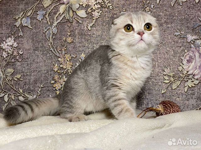 Вислоухий шиншиленок голубой на золоте