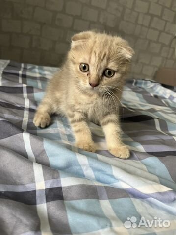 Британский вислоухий мальчик