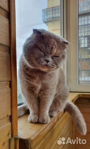 Кошка вислоухая британка