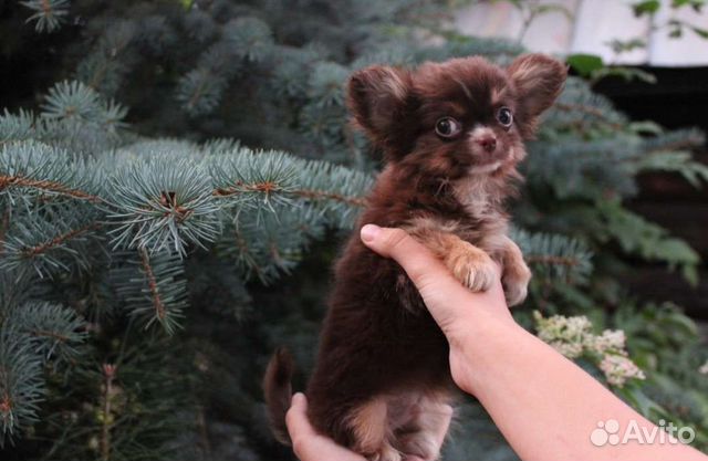 Чихуахуа шоколадный