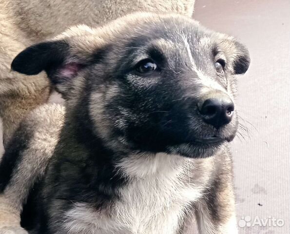 Щенок дворняжка в добрые руки