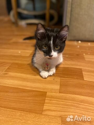 Котенок в добрые руки