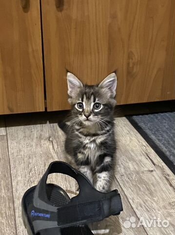 Котята бобтейл