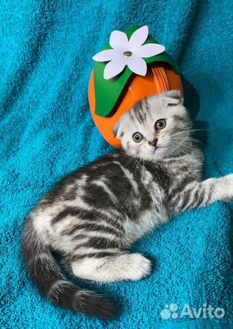 Вислоухие котята