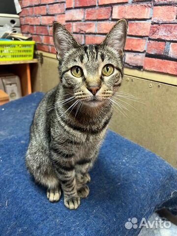 Кот Маркус 1,5 года ищет свою семью