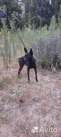 Русский той-терьер вязка